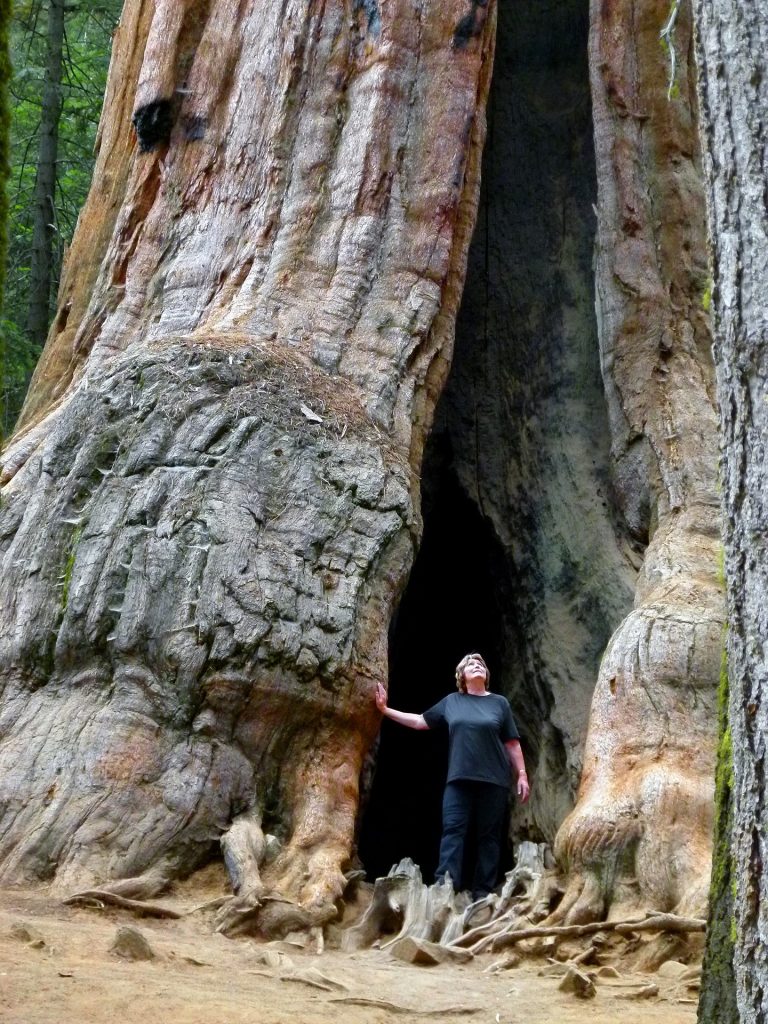 Sequoia Nationalpark - Mammutbäume und Canyons hautnah
